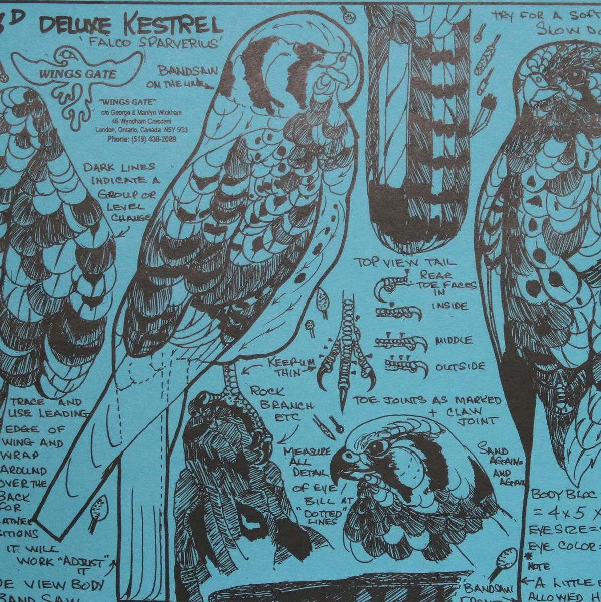 Deluxe Kestrel Life-Size Pattern 75-403D