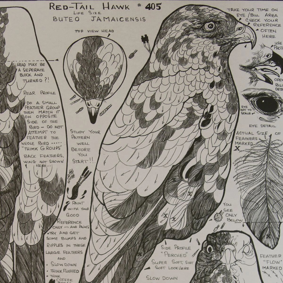 Life-Size Red-Tail Hawk Pattern 75-405