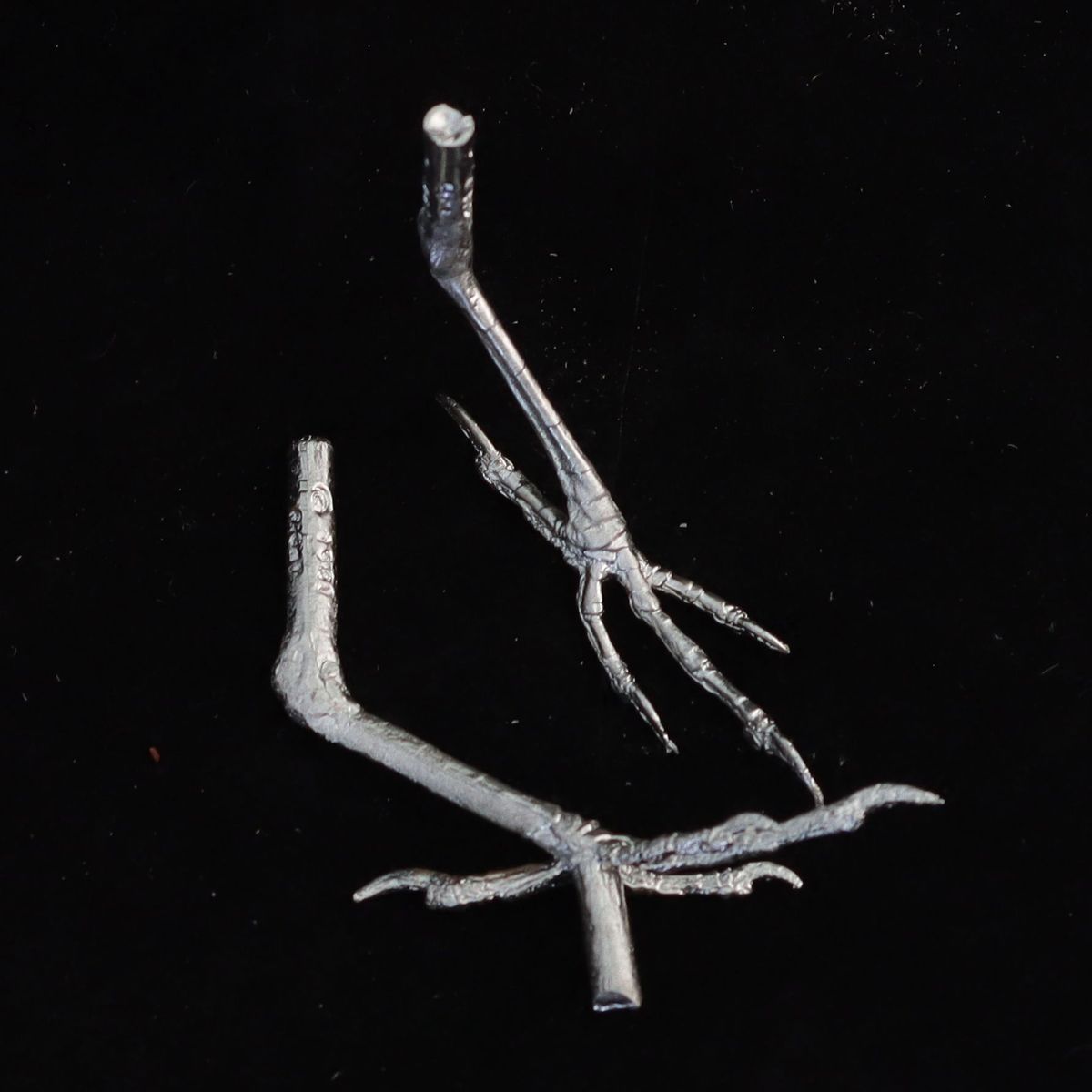 Carolina Wren Cast Bird Feet & Legs