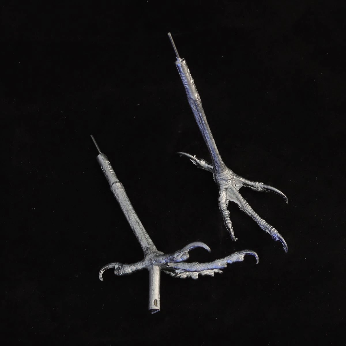Sharp Shinned Hawk Cast Bird Feet & Legs