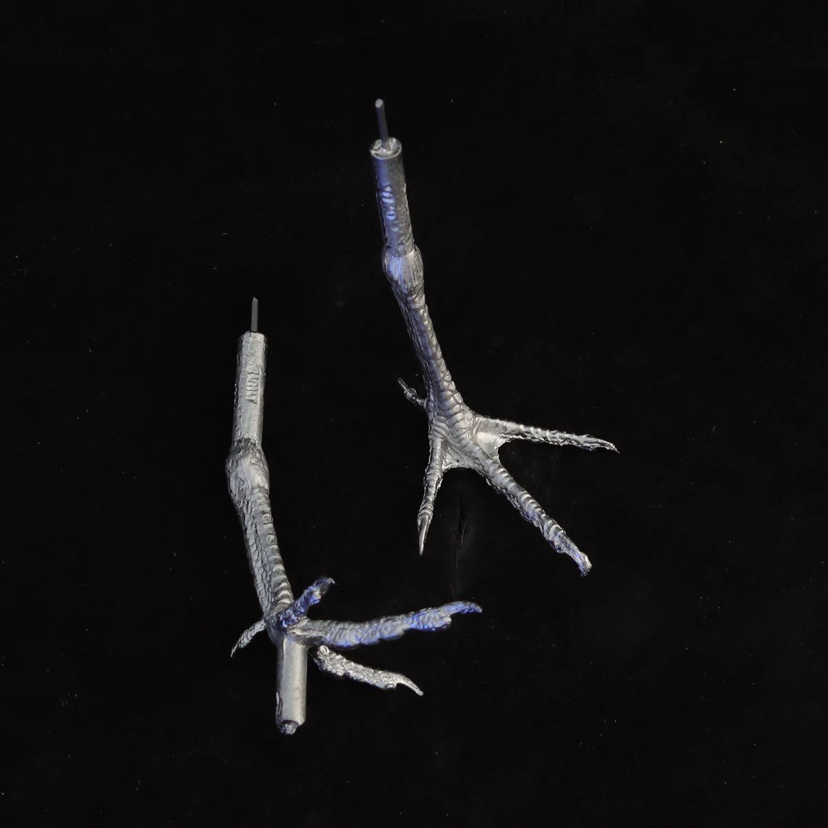 Gambel Quail Cast Bird Feet & Legs