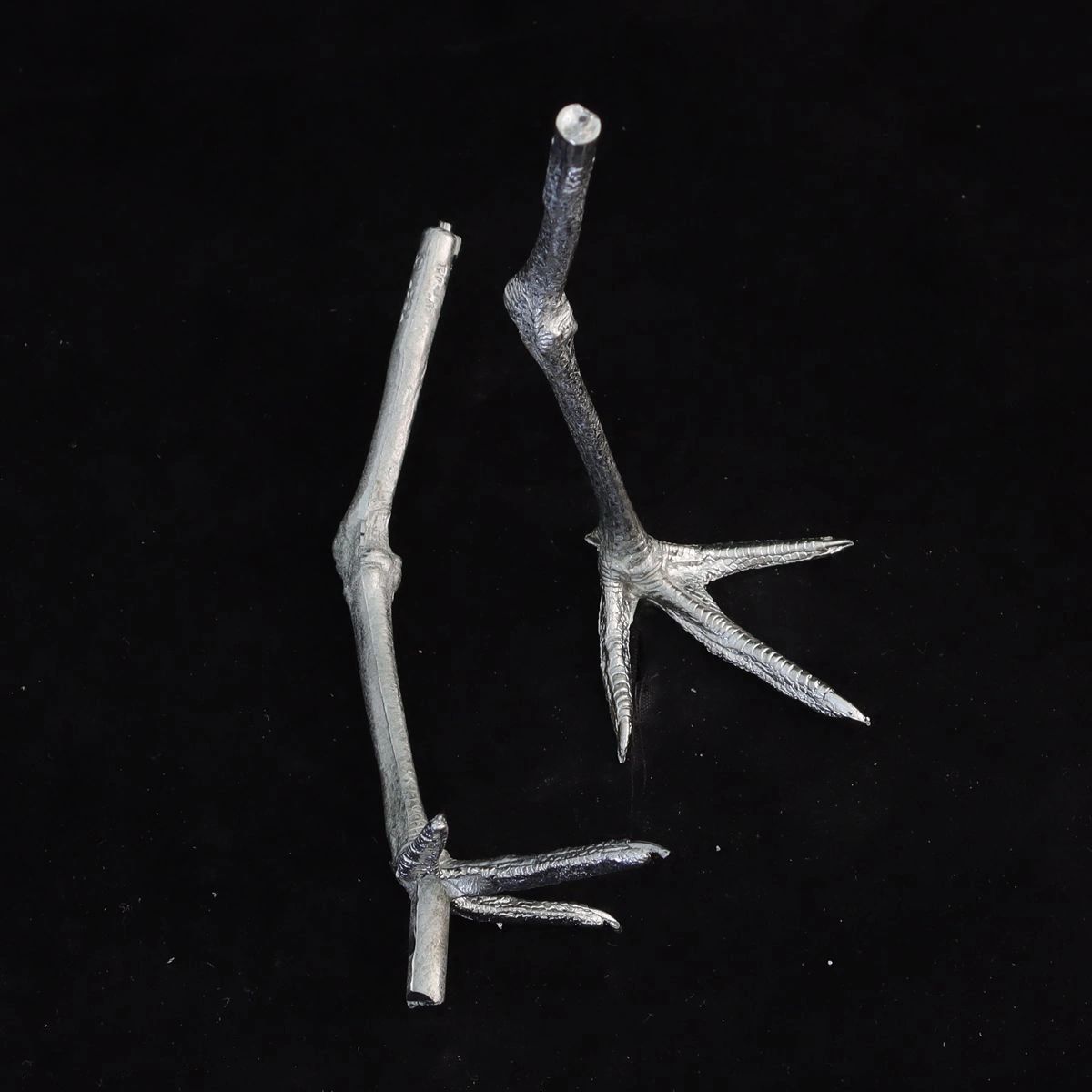 Black Bellied Plover Cast Bird Feet & Legs