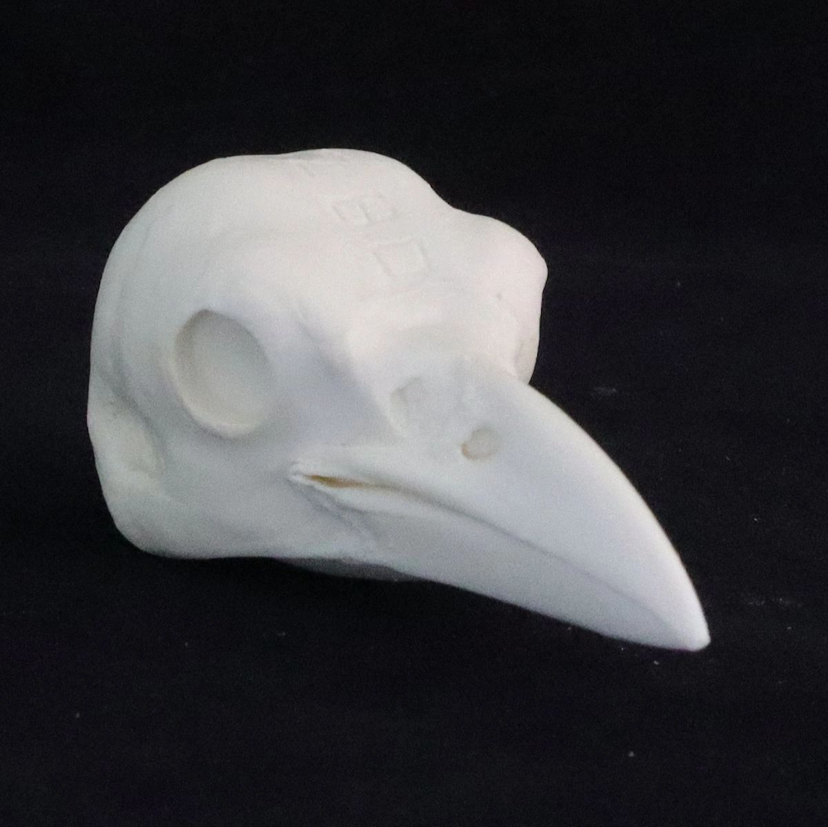 Common Crow Reference Casting