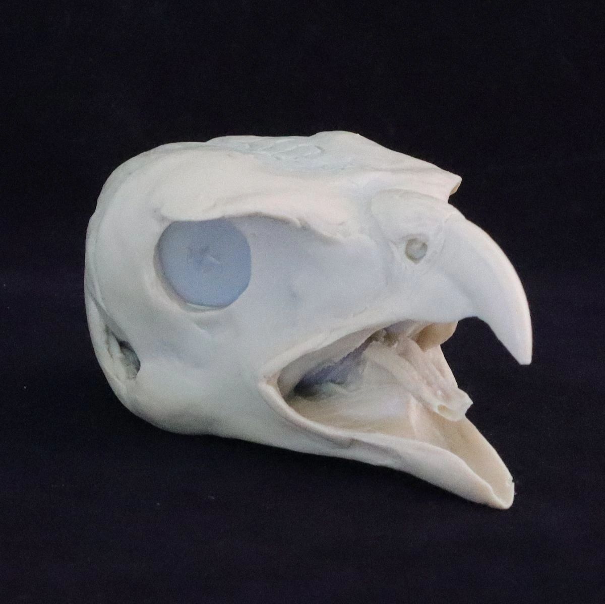 Open Mouth Red-Tailed Hawk Reference Casting