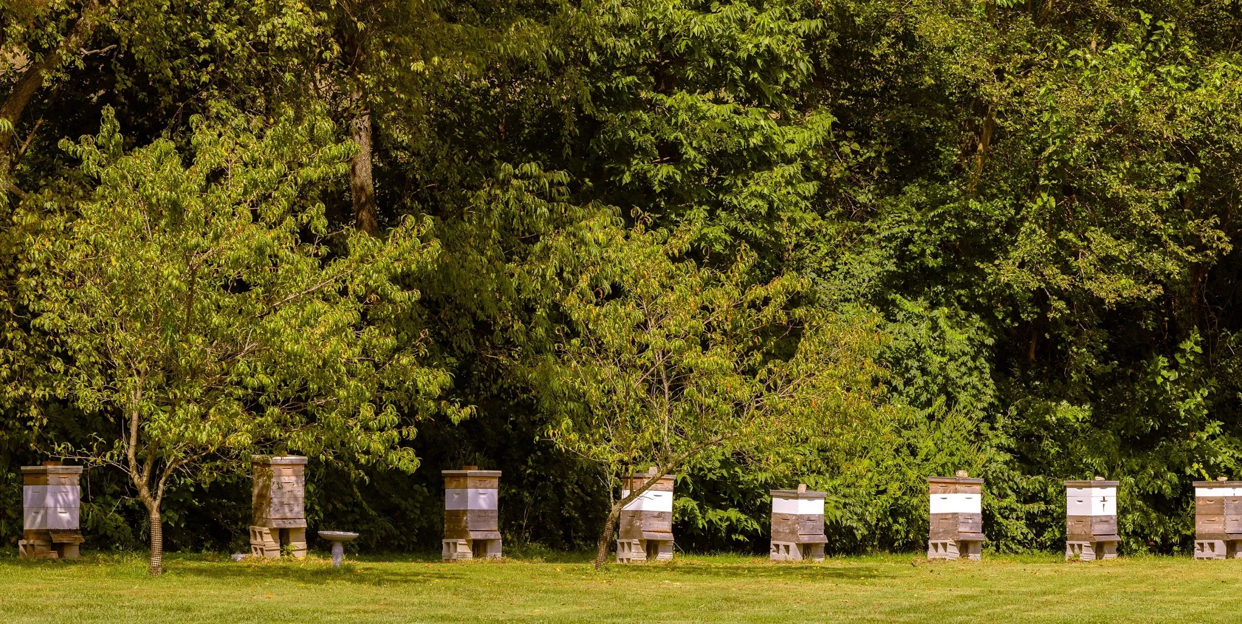 Golden Valley Bee Company