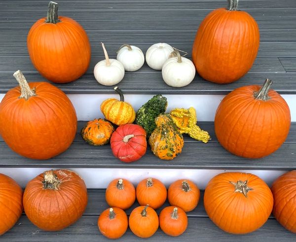 Concierge Pumpkin Delivery NJ for Fall Decor & Porch Pumpkins!