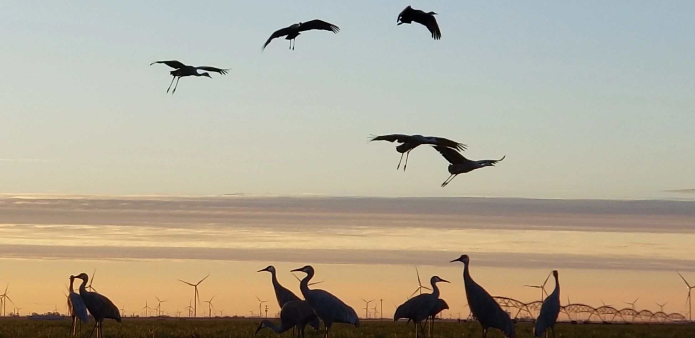 Texas Crane Hunters - Sandhill Crane Hunting Trip, Goose Hunting
