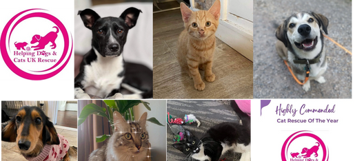 Helping Dogs and Cats UK - Animal Rescue, Adoption, Fostering