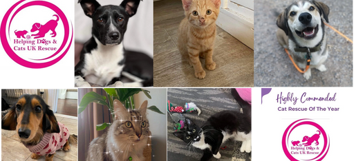 Helping Dogs and Cats UK - Animal Rescue, Adoption, Fostering