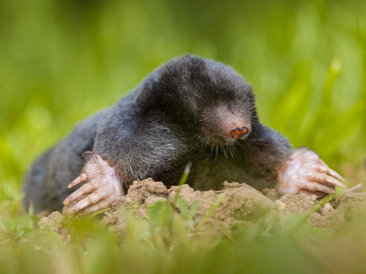 Effective Mole Solution for Your Lawn