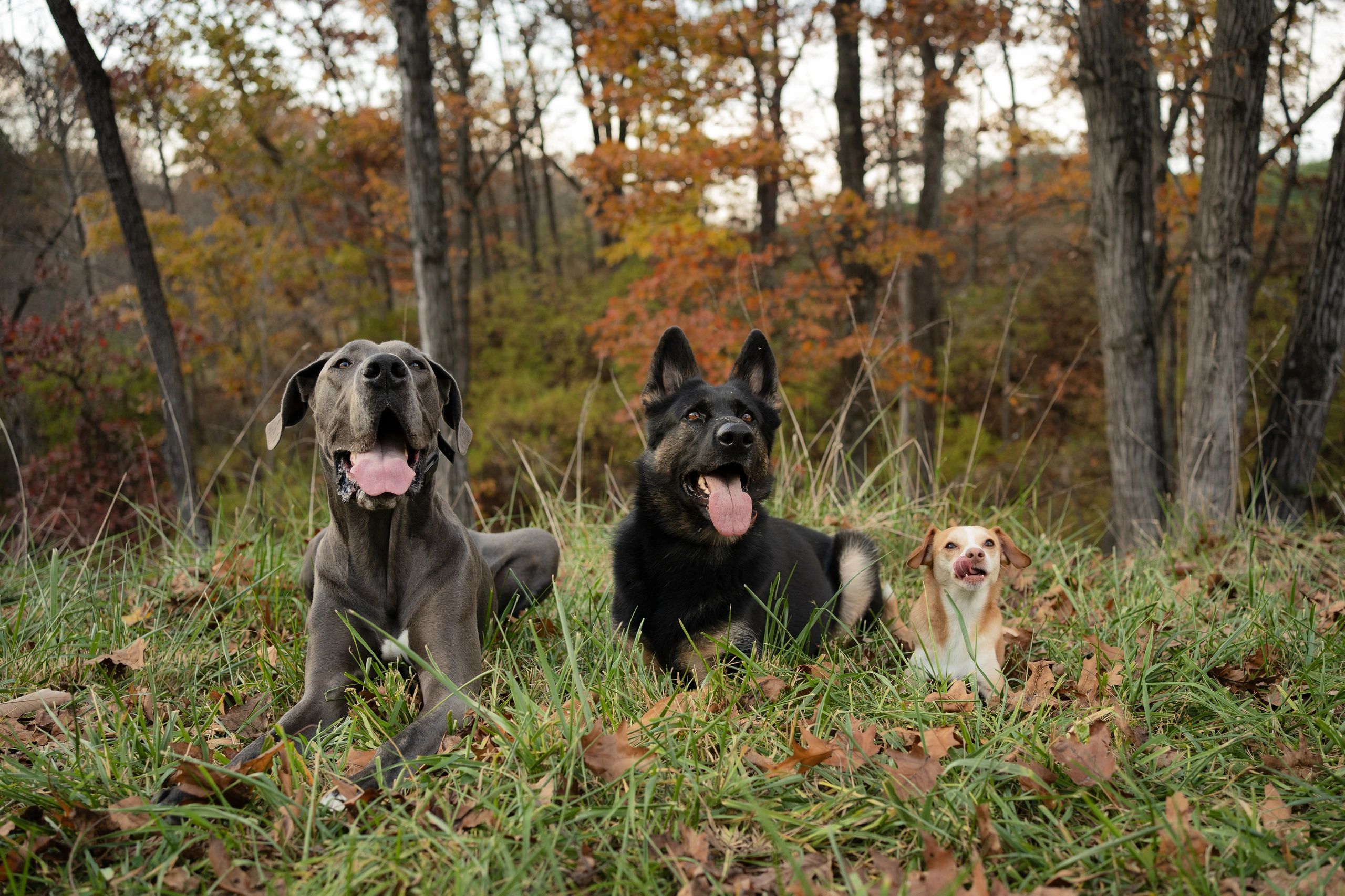 The neighborhood dog trainer