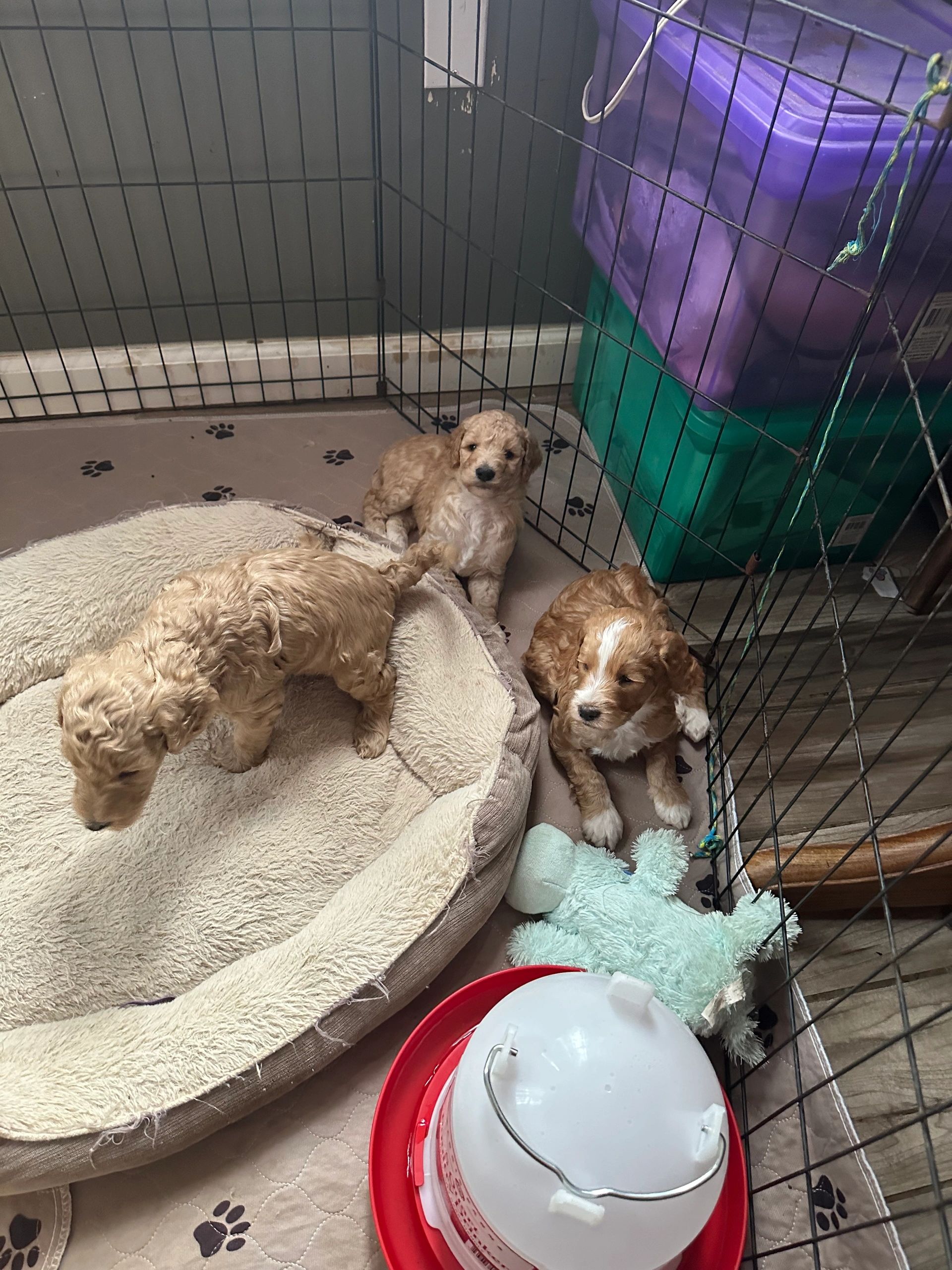 Our puppies are growing now five weeks old
