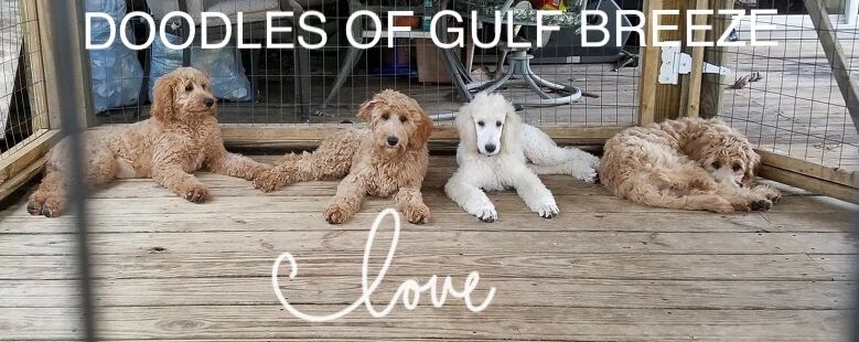 Doodles of Gulf Breeze - Golden Doodles, Golden Doodles, Puppies