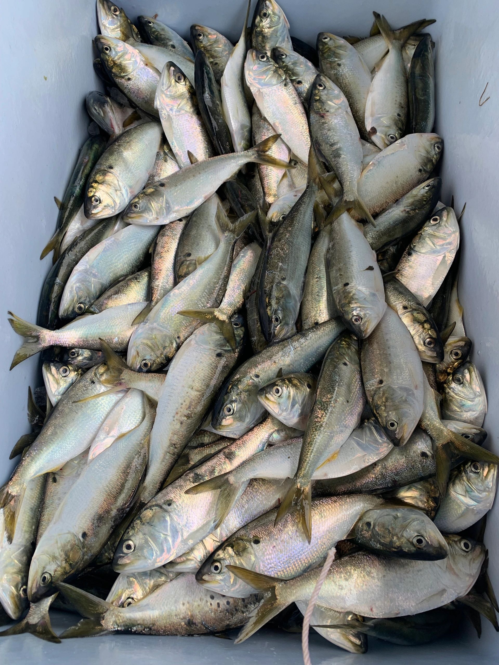 Saturday April 22 Fishing and Bait Update