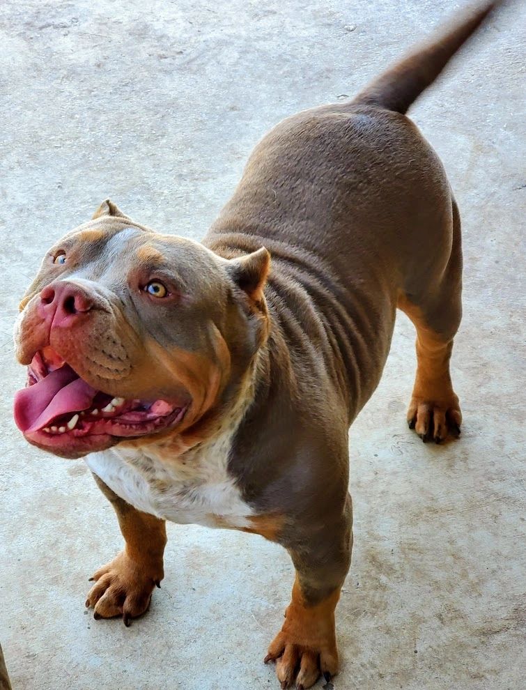 Bully Genesis LLC - American Bully, Purple Tri American Bullies