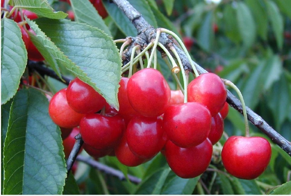 Cherry Varieties | Rellim Orchard LLC