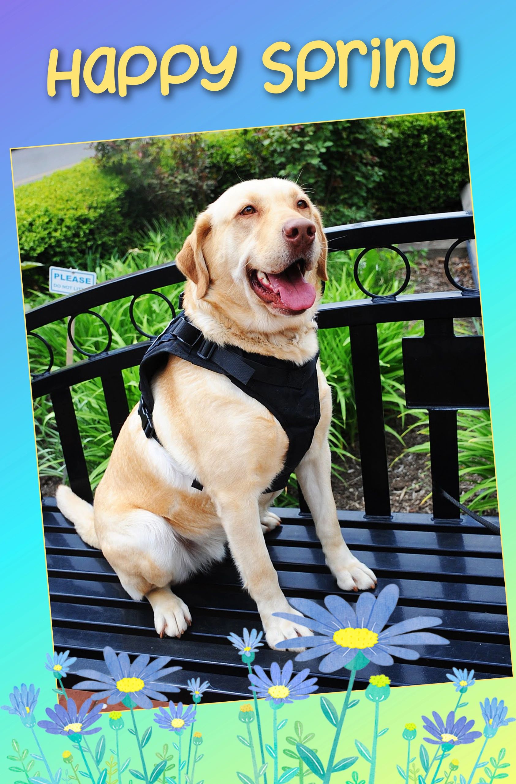 New Hope Assistance Dogs Inc. - Home