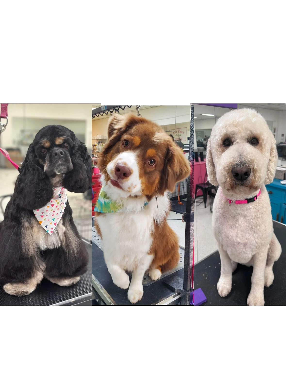 Four Paws Grooming, LLC - Pet Grooming, Grooming