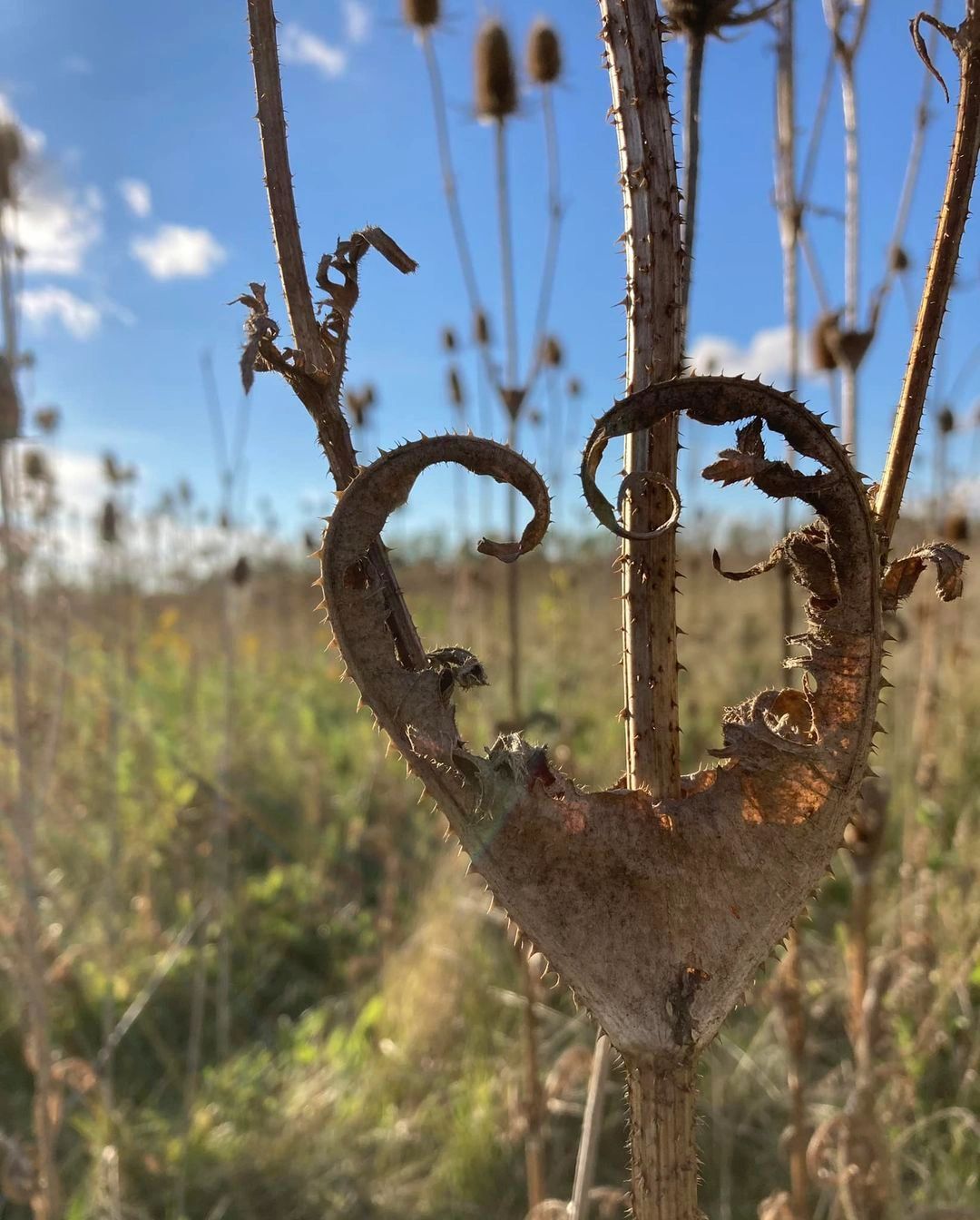 Nature-Based Providers | Minneapolis Nature-Based Therapy