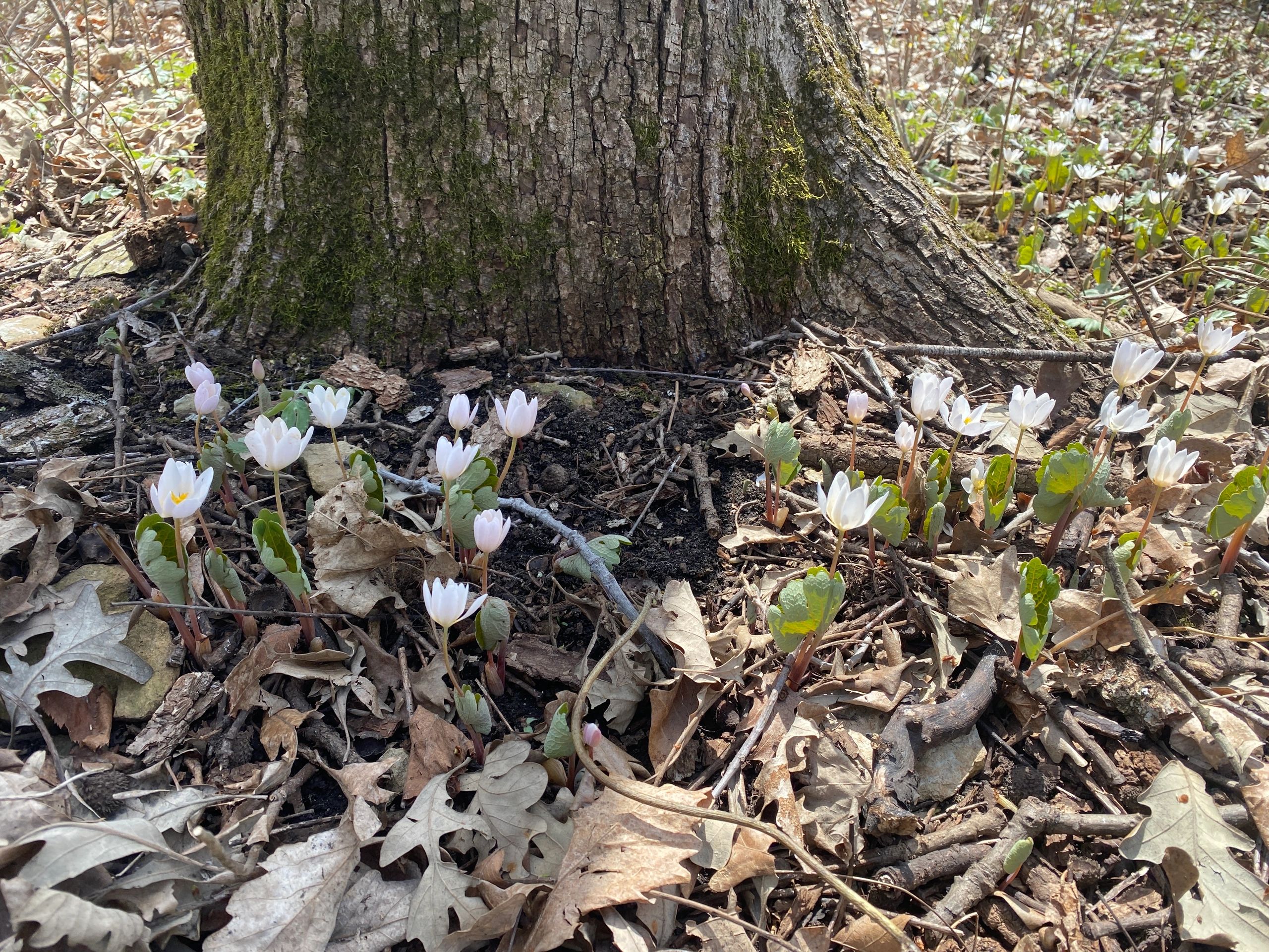 Nature-Based Providers | Minneapolis Nature-Based Therapy