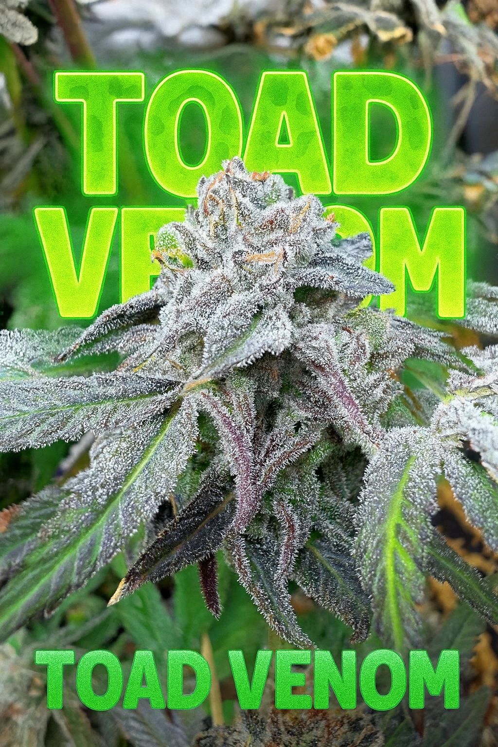 Copycat Genetix Shocks the World with TOAD VENOM S1 Seeds