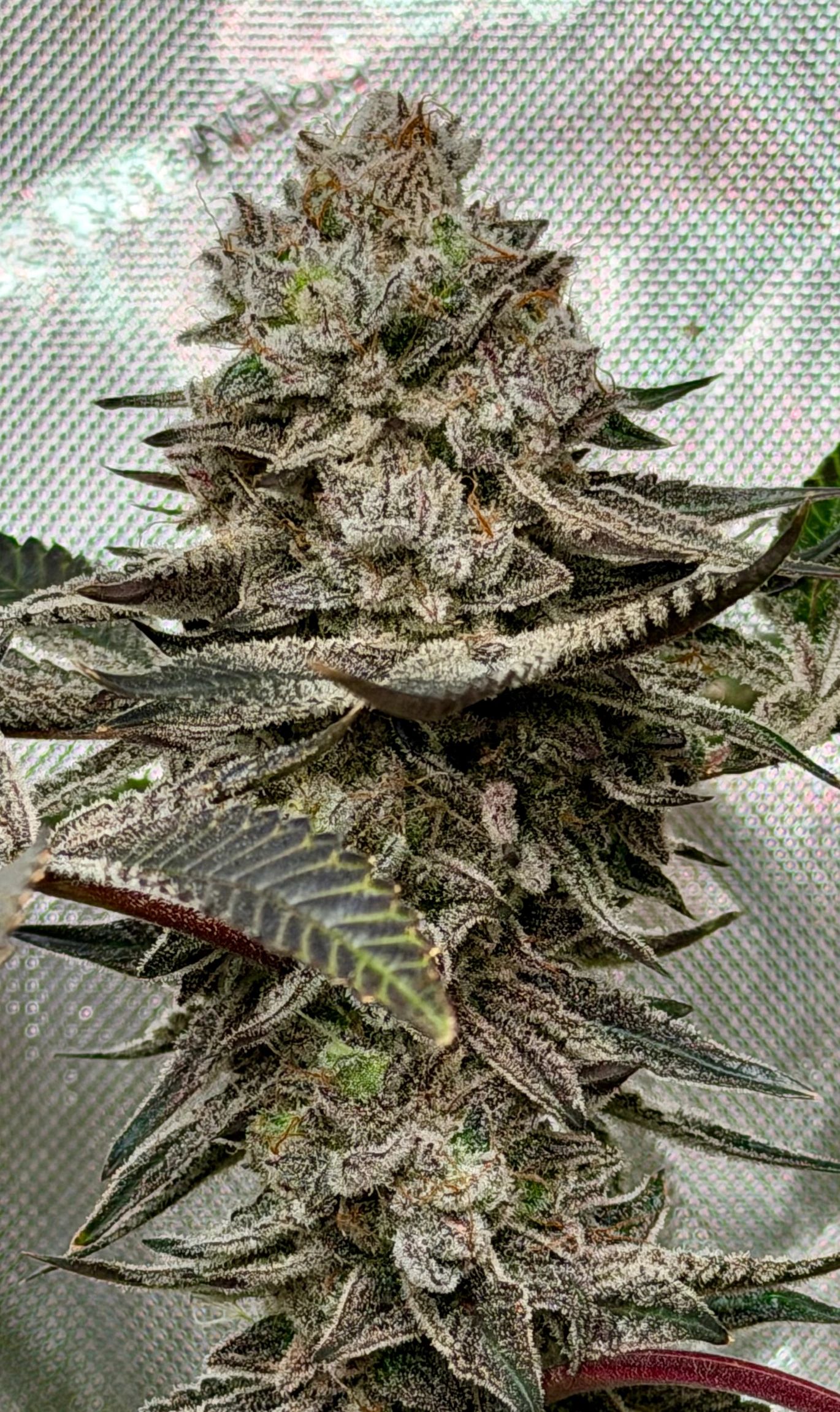 Doja Pak Partners with Copycat Genetix for Cannabis Breeding