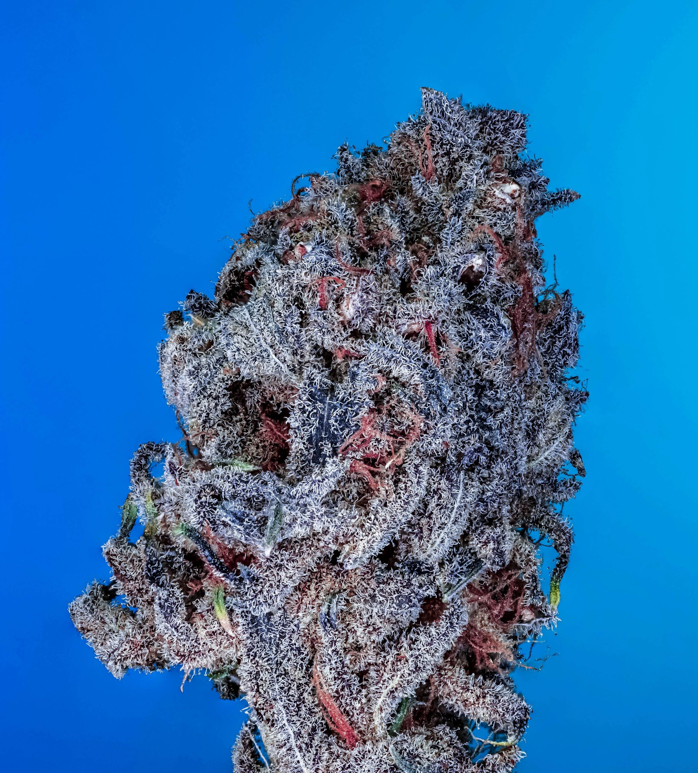 Blue Magic Feminized cannabis Seeds