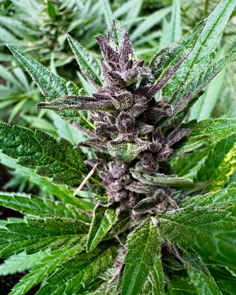 AutoFlower Varities