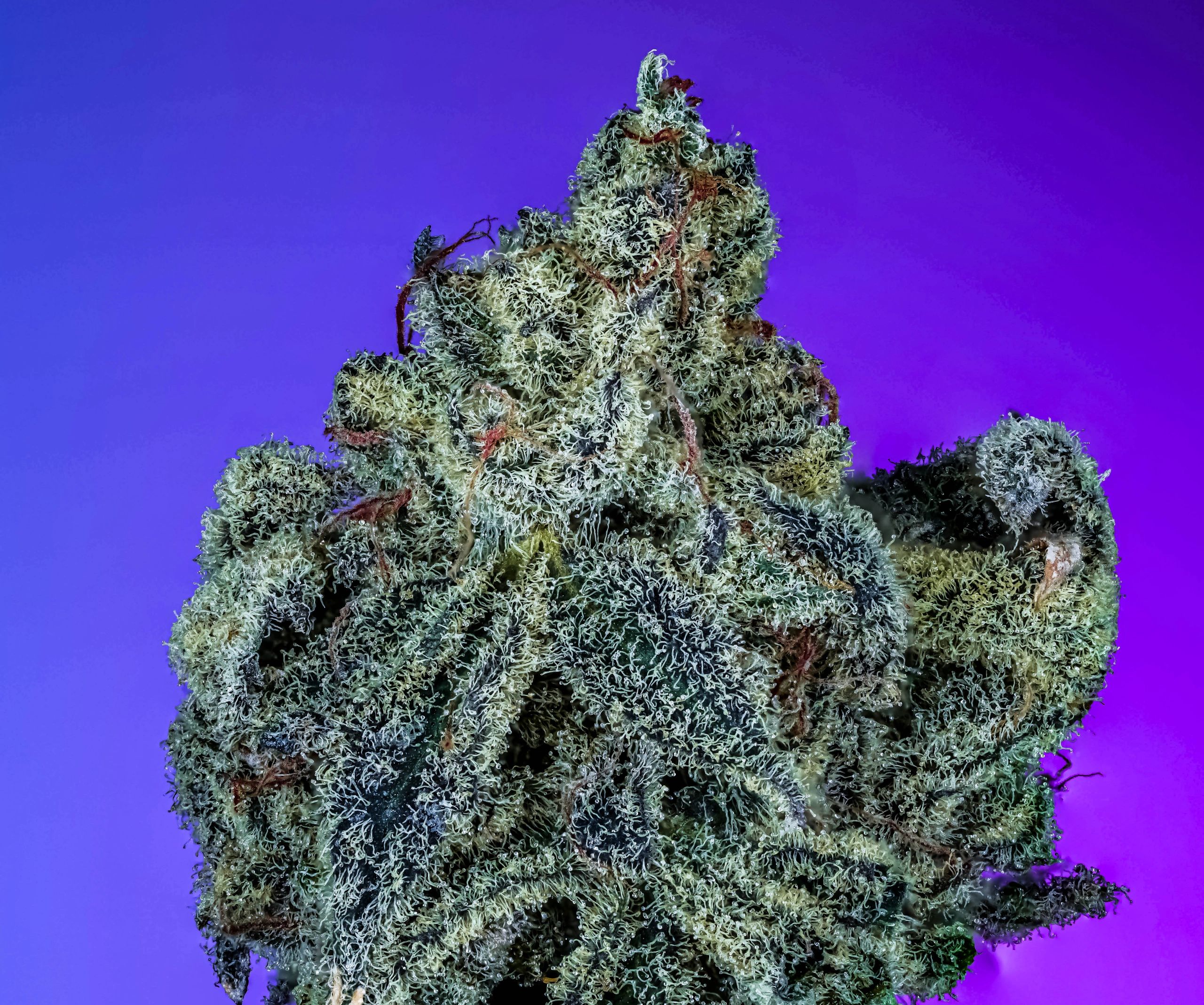 Mastering Cannabis Photography: An Ultimate Guide