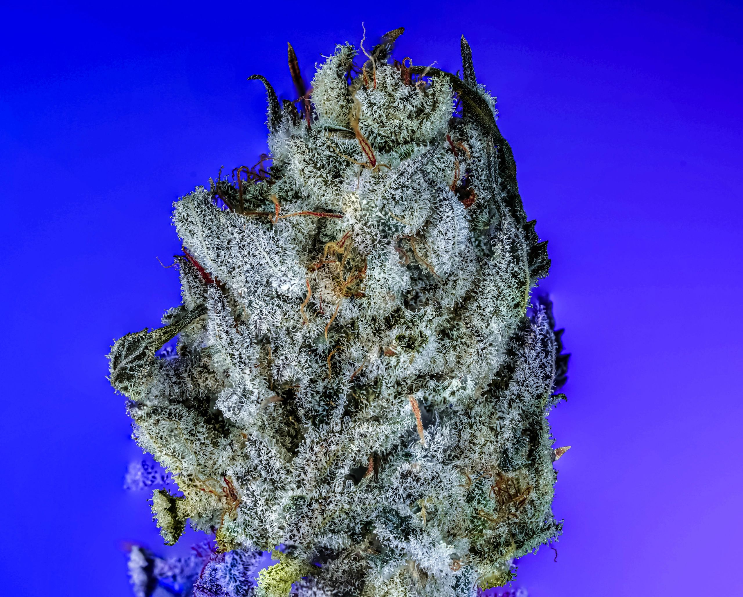 Exploring the Art and Science of Cannabis Photography
