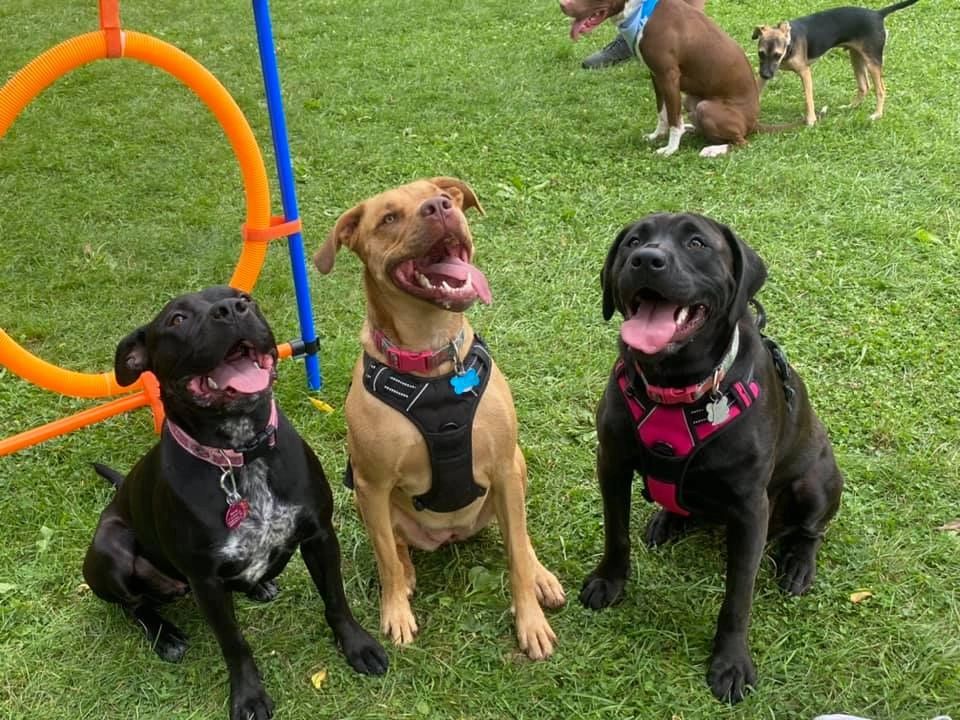 Pet Boarding, Pawsitively Down Home, Safe and Comfortable Boarding ...