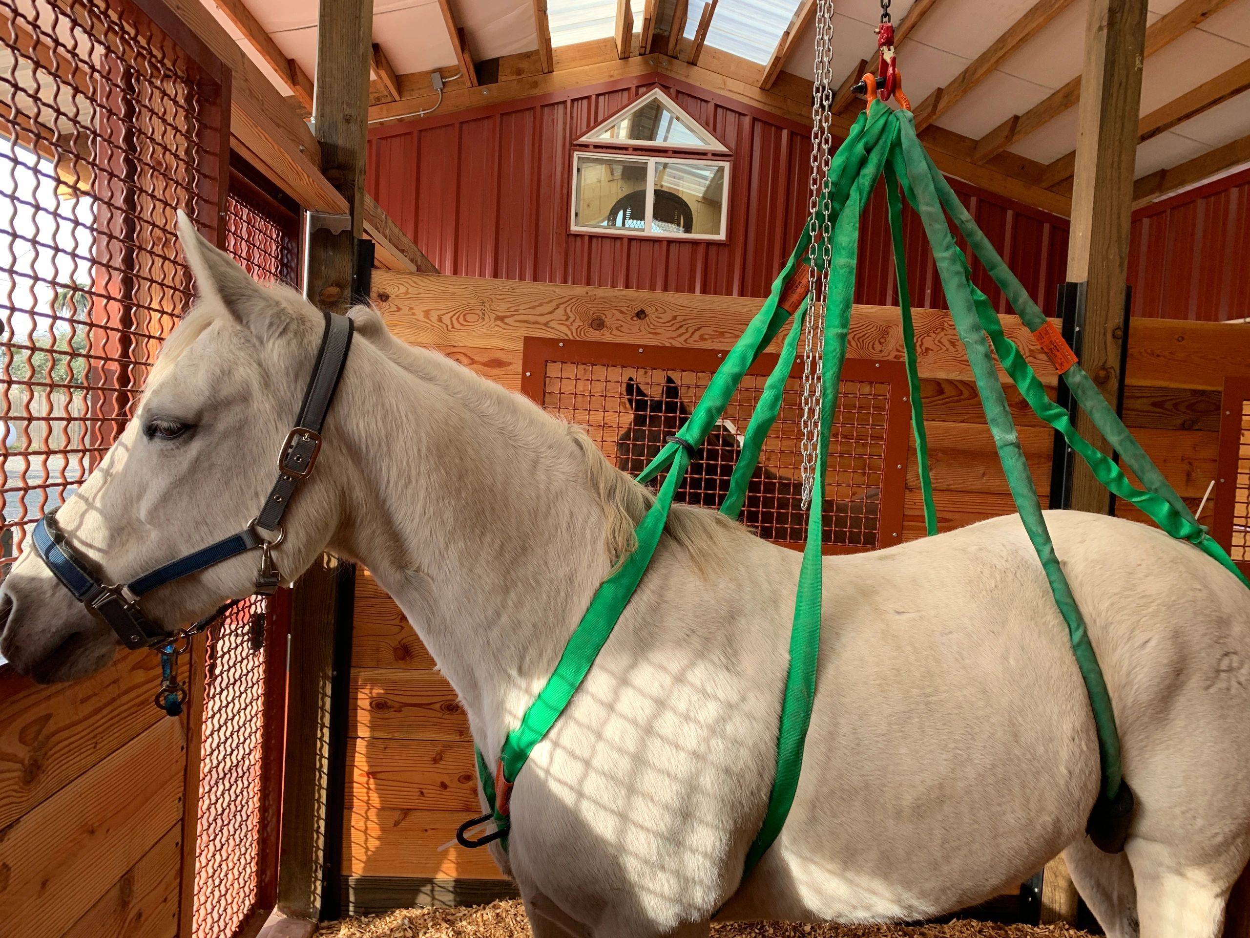 Loops Large Animal Sling