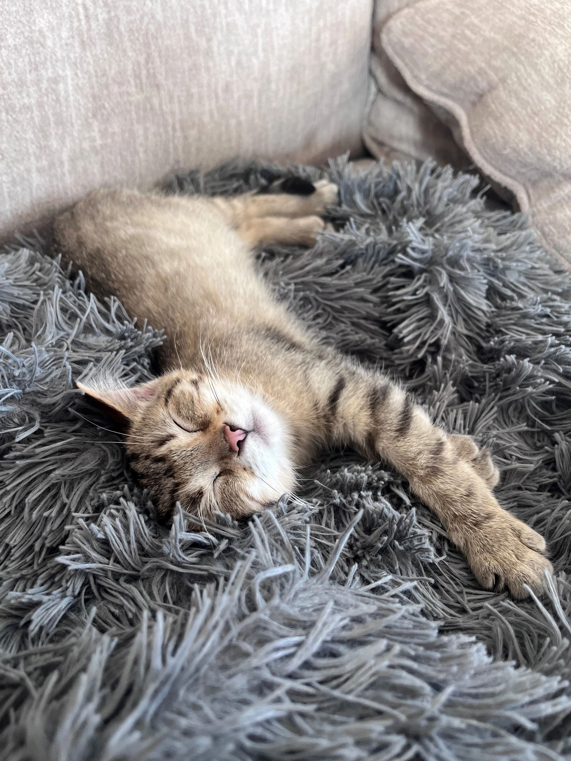 Foster | Kannata Valley Kats Rescue