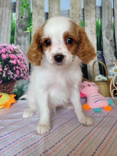 AKC Puppies - Leerose Puppies