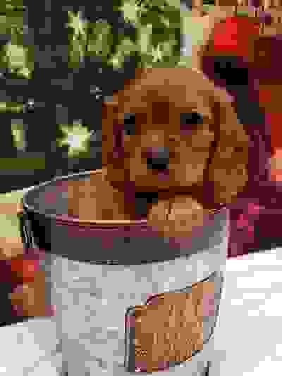 AKC Puppies - Leerose Puppies