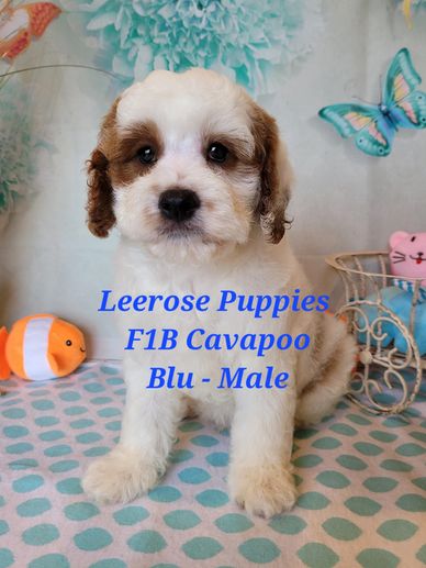 AKC Puppies - Leerose Puppies