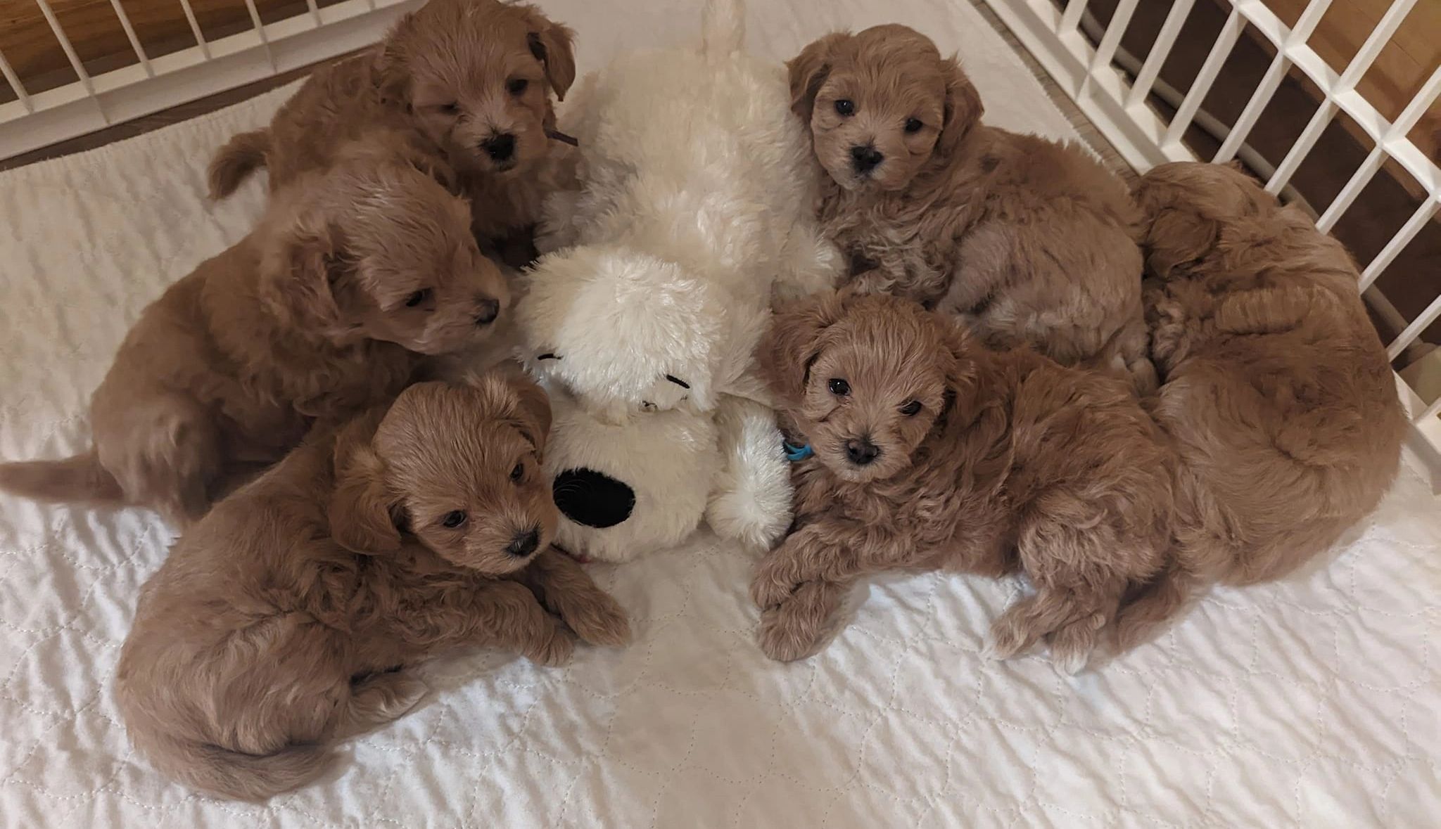 When Can Puppies Go To New Homes