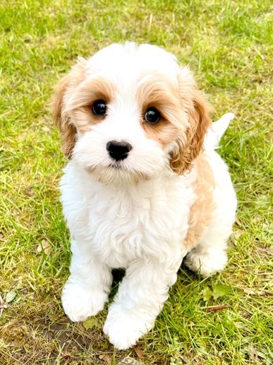Larchfield cavapoos - Dog Breeders, Testimonials, Recommended breeder ...