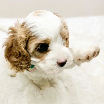 About us - Over 15 years experience in breeding cavapoos, Level 3 ...