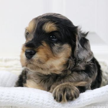 About us - Over 15 years experience in breeding cavapoos, Level 3 ...