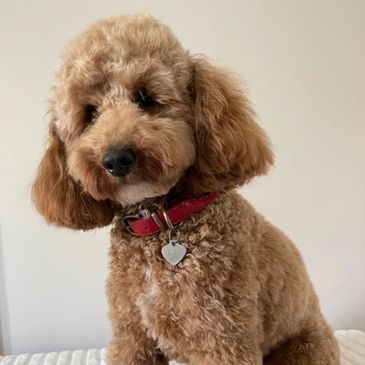 Larchfield cavapoos - Cavapoo Puppies, UK Licensed Dog Breeder