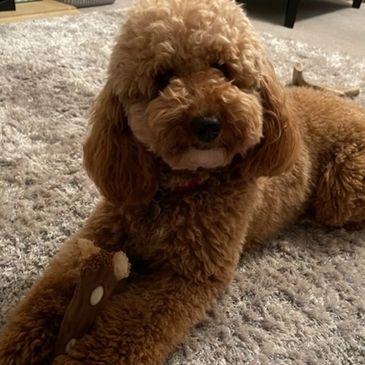 Larchfield cavapoos - Cavapoo Puppies, UK Licensed Dog Breeder