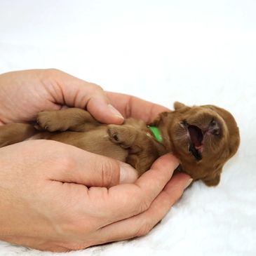 About us - Over 15 years experience in breeding cavapoos, Level 3 ...