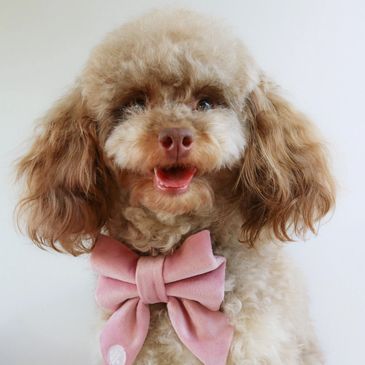Larchfield cavapoos - Cavapoo Puppies, UK Licensed Dog Breeder