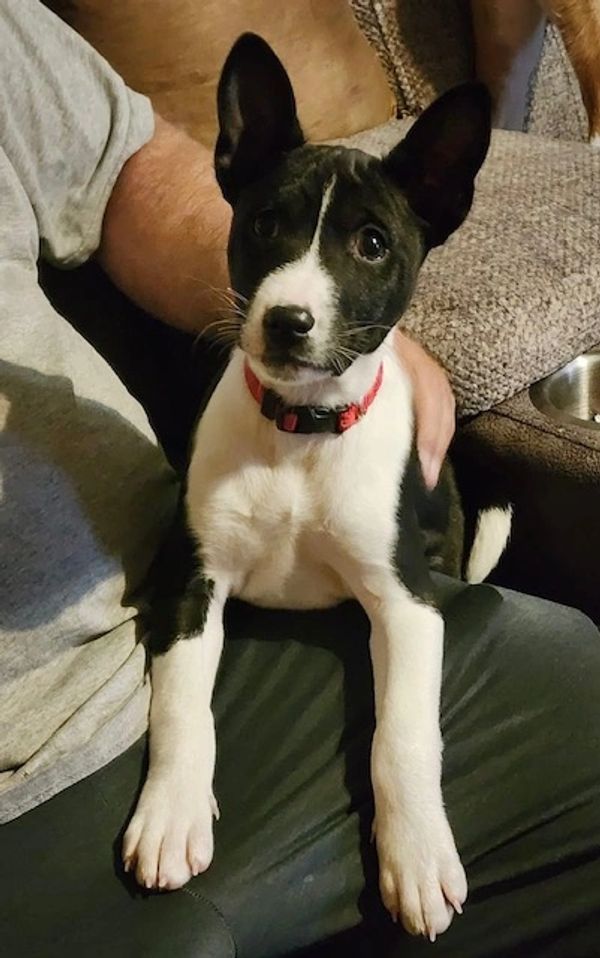 R & W Missouri Basenjis