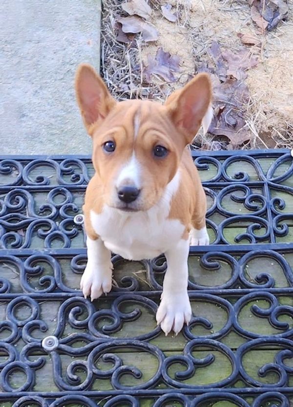 R & W Missouri Basenjis