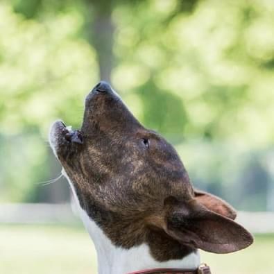 What to Expect When Speaking with a Basenji Breeder