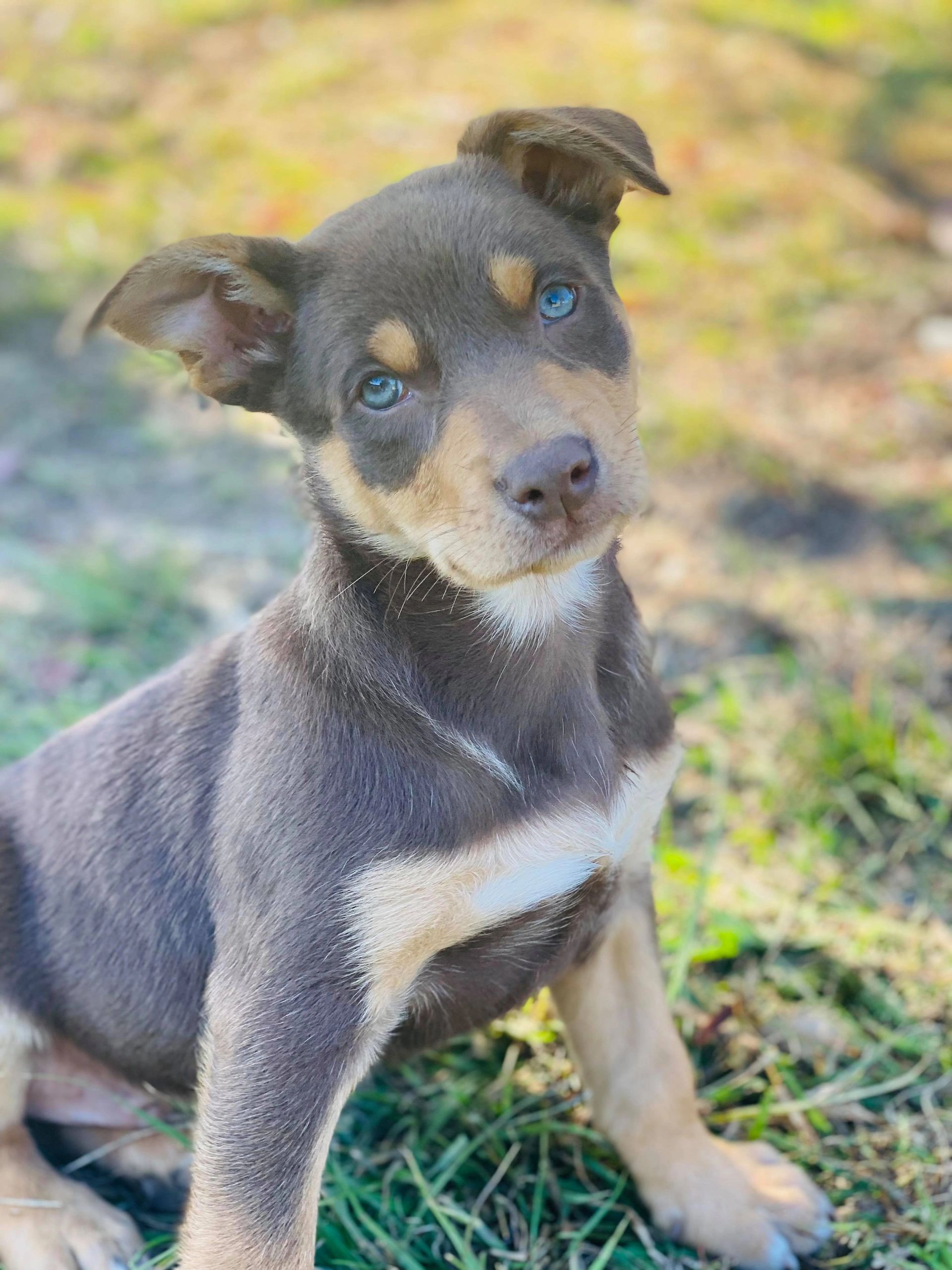 Wills and Bequests | The Australian Society for Animal Rescue