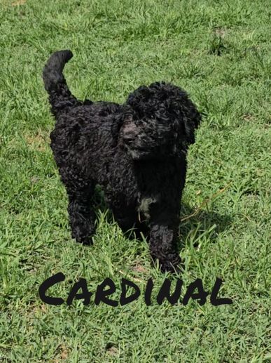 Doodle Farm Dogs & Pups