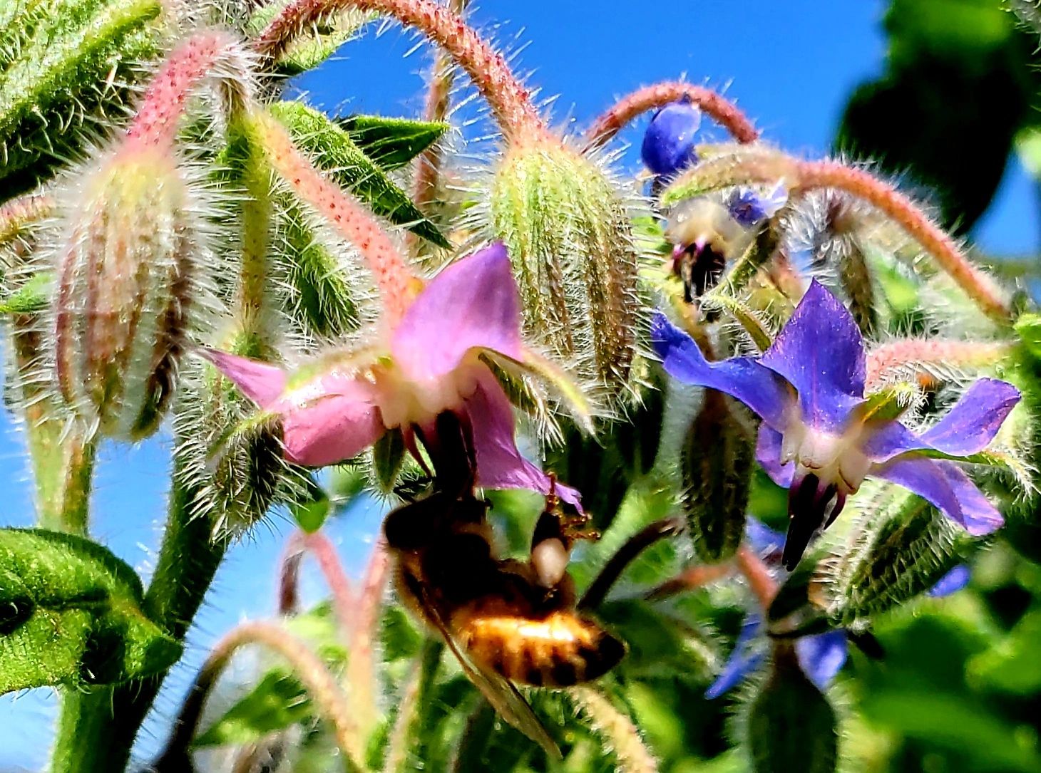 Meet the Pollinators: Nature's Unsung Heroes
